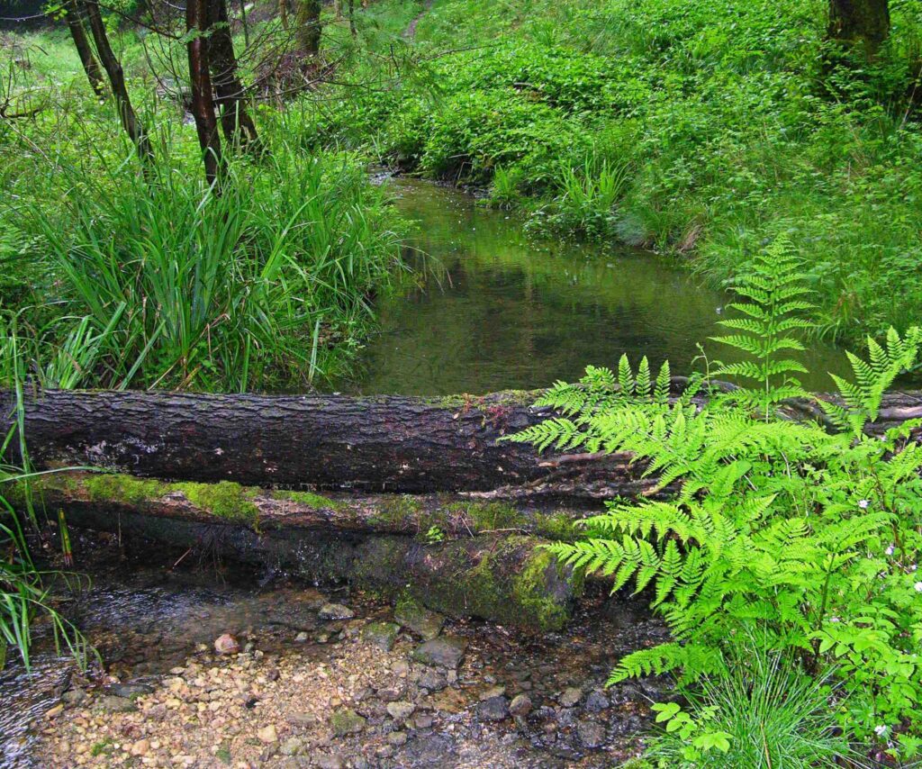 Rural Sustainable Drainage System (RSuDs) - Countryside and Community ...