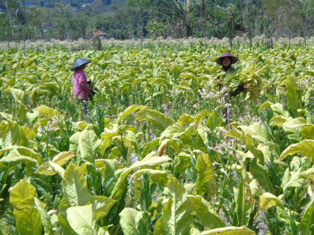 Julie Ingram returns to Indonesia to participate in Science Field Shops ...