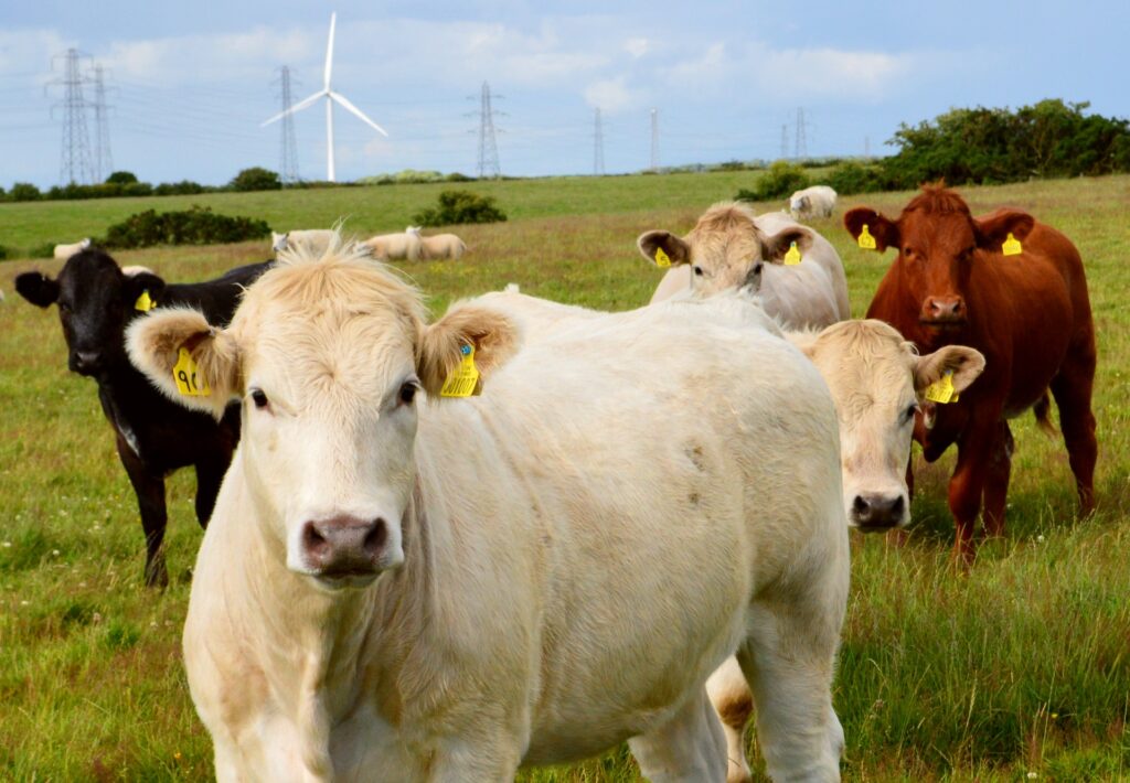 Optimal grazing management to enhance soil biodiversity and soil carbon in upland grassland ...